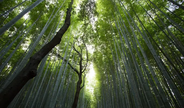 A lição do Bambu Chinês
